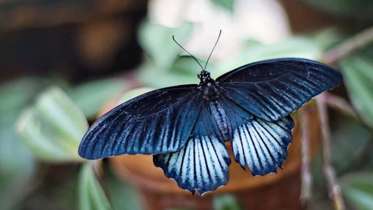 El simbolismo de las mariposas azules: significados y mensajes que ...
