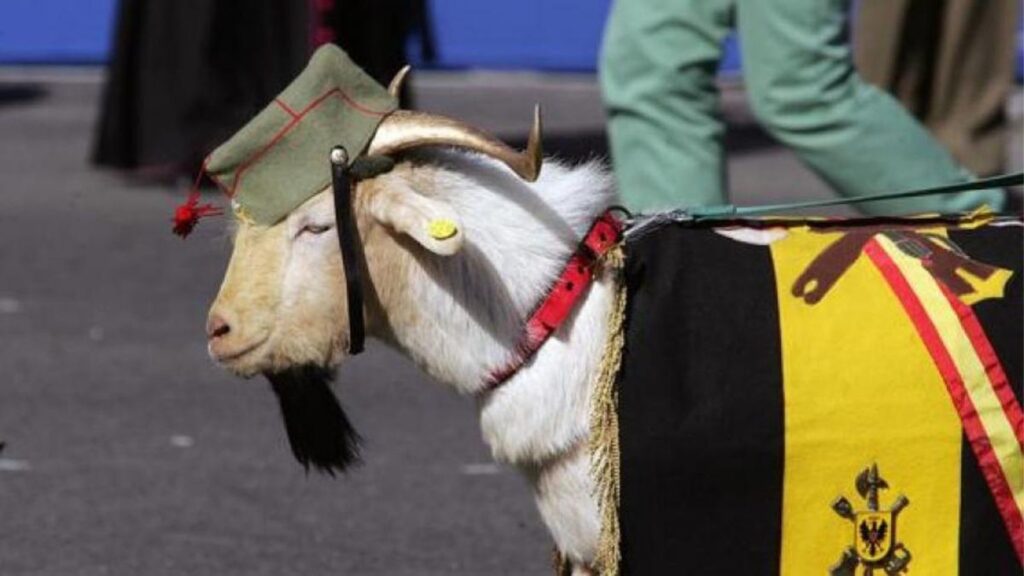 El significado detrás de la Cabra de la Legión: Tradición y Honor en ...