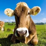 El significado de Adriel: origen, personalidad y simbolismo - Encuentra ...